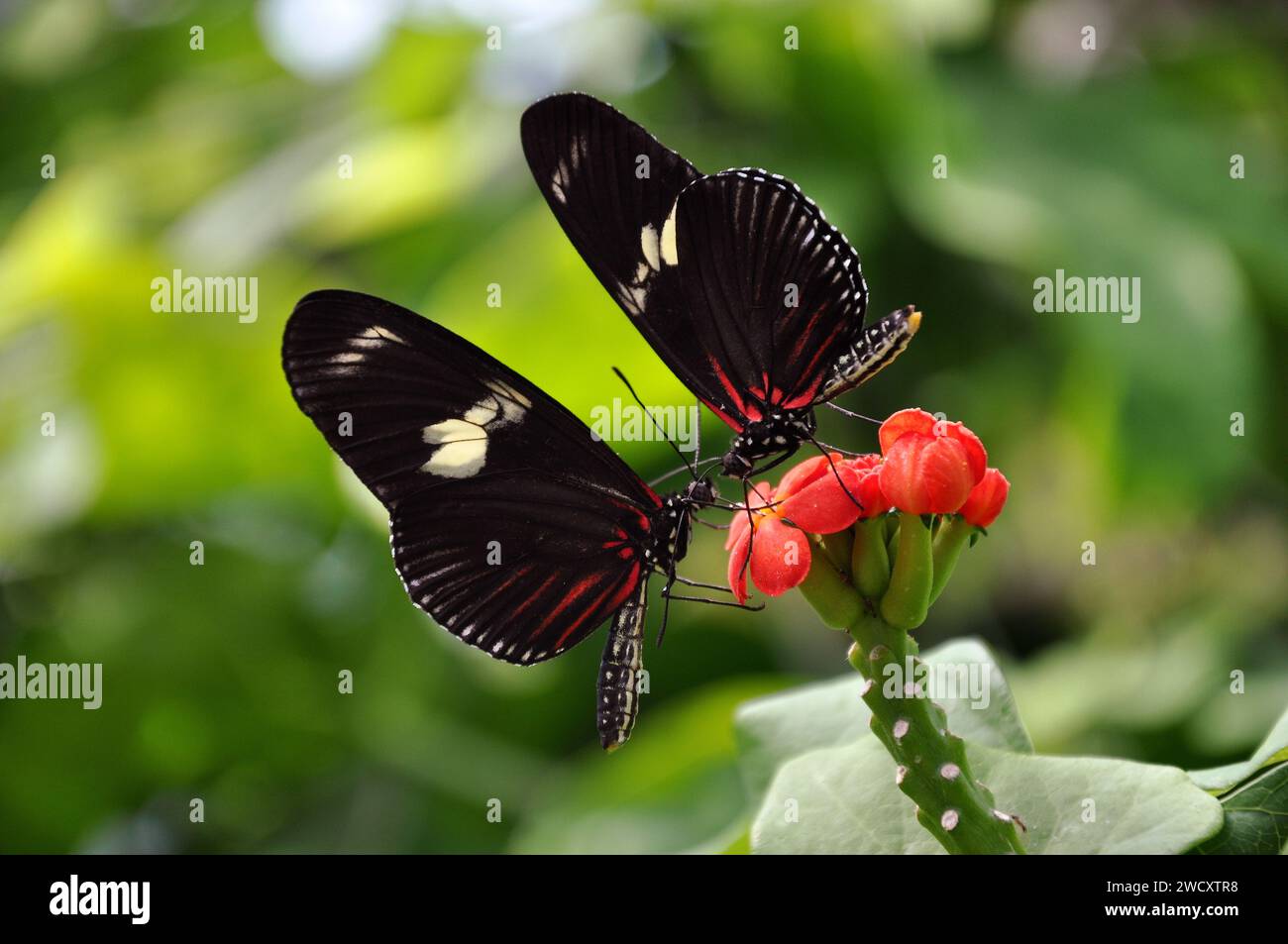 Two helicon butterflies feeding on nectar from a flower in the gardens ...