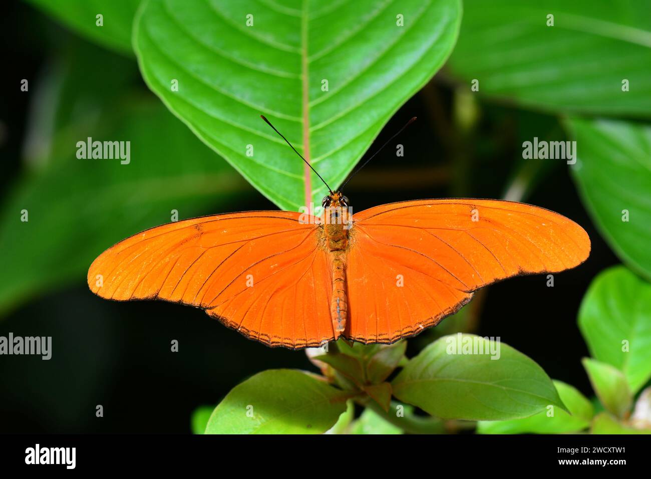 Orange Julia butterfly lands on a plant in the gardens Stock Photo - Alamy