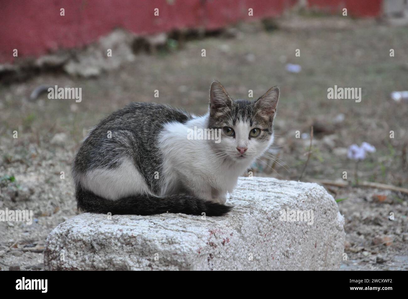 Cat in havana street hi-res stock photography and images - Alamy