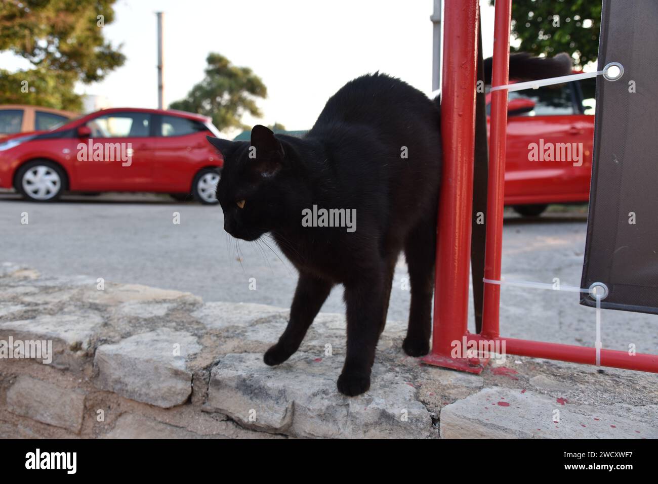black cat at the parking lot in Greece Stock Photo - Alamy