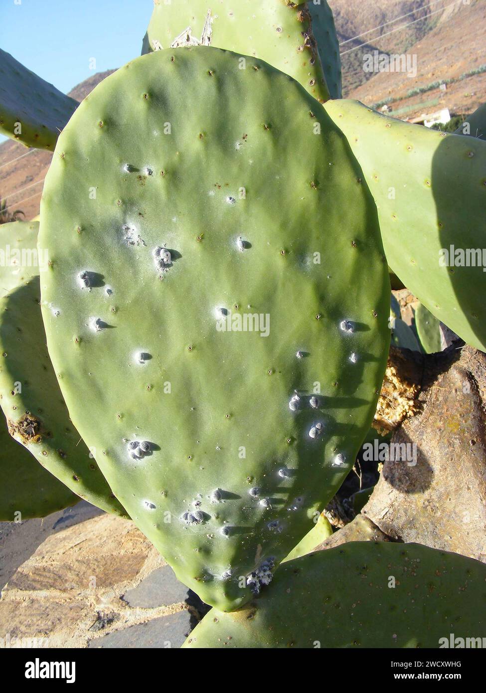 Cochineal (Dactylopius coccus) on the leaf of an Opunitie (Opuntia ...