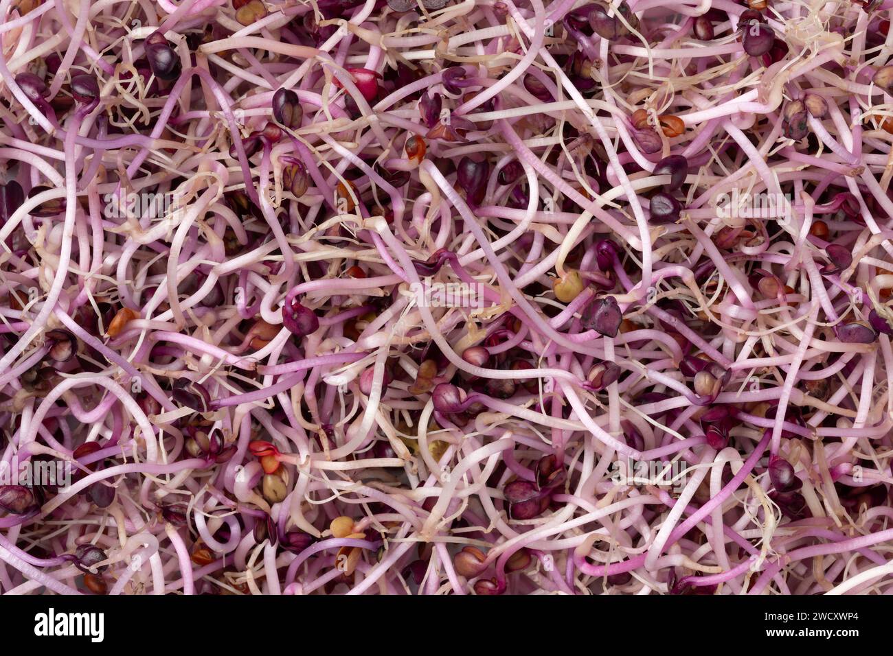 Fresh raw Sango red radish sprouts close up full frame as background ...