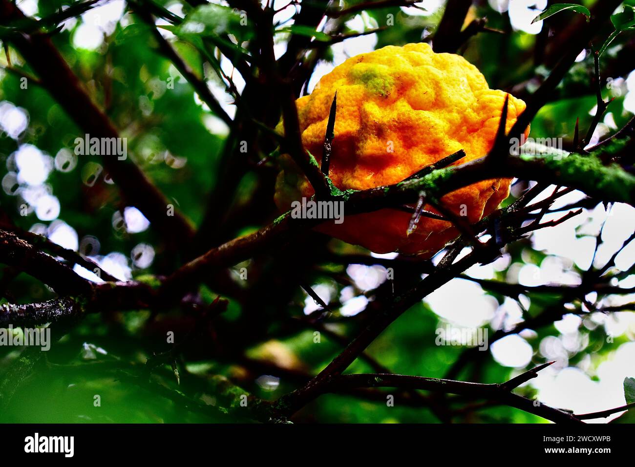 Sharp fruit hi-res stock photography and images - Alamy