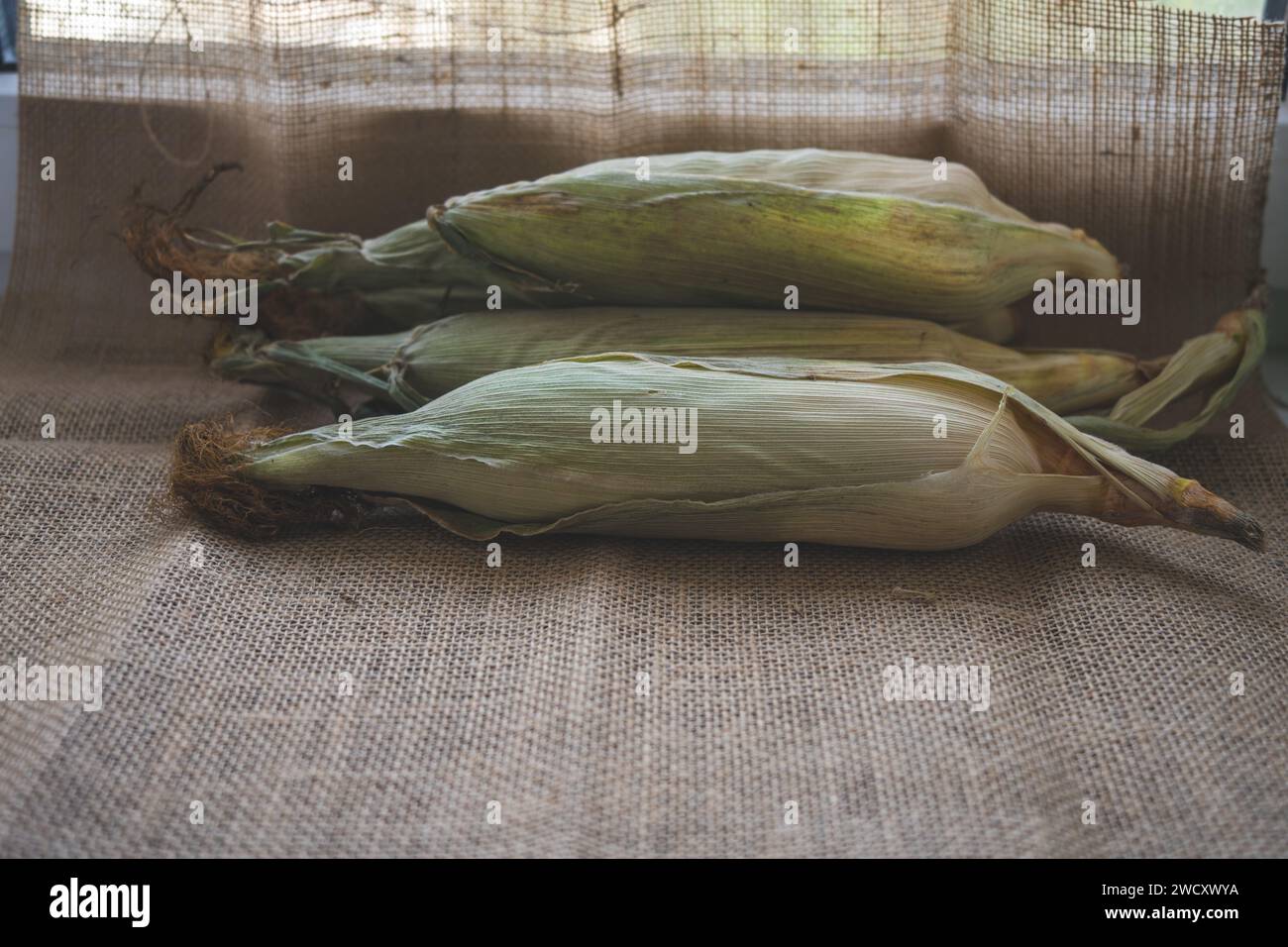 Fresh young sweet corn on the cob with husks, close-up. Freshly picked ...