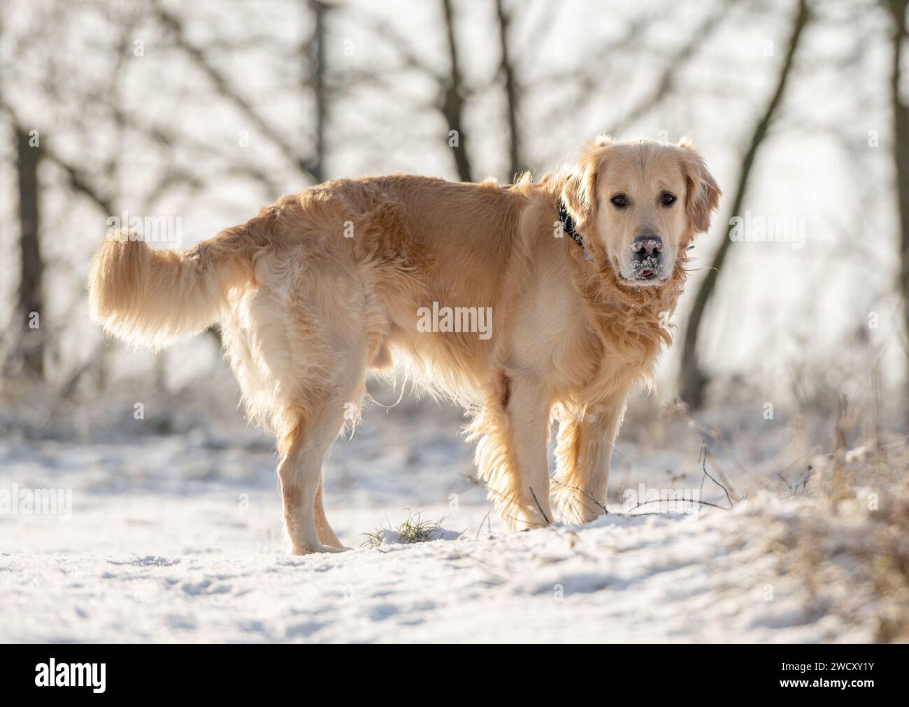 Tall dog stands hi-res stock photography and images - Alamy