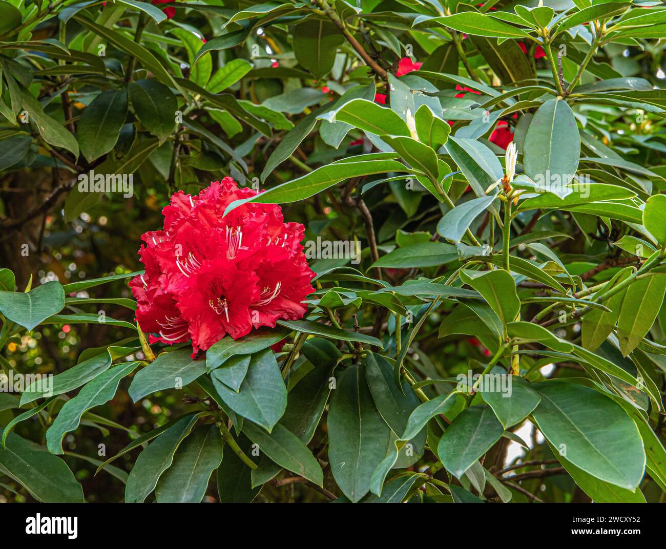 Red Rhododendron in bloom (Rhododendron arboreum). Close up Stock Photo ...