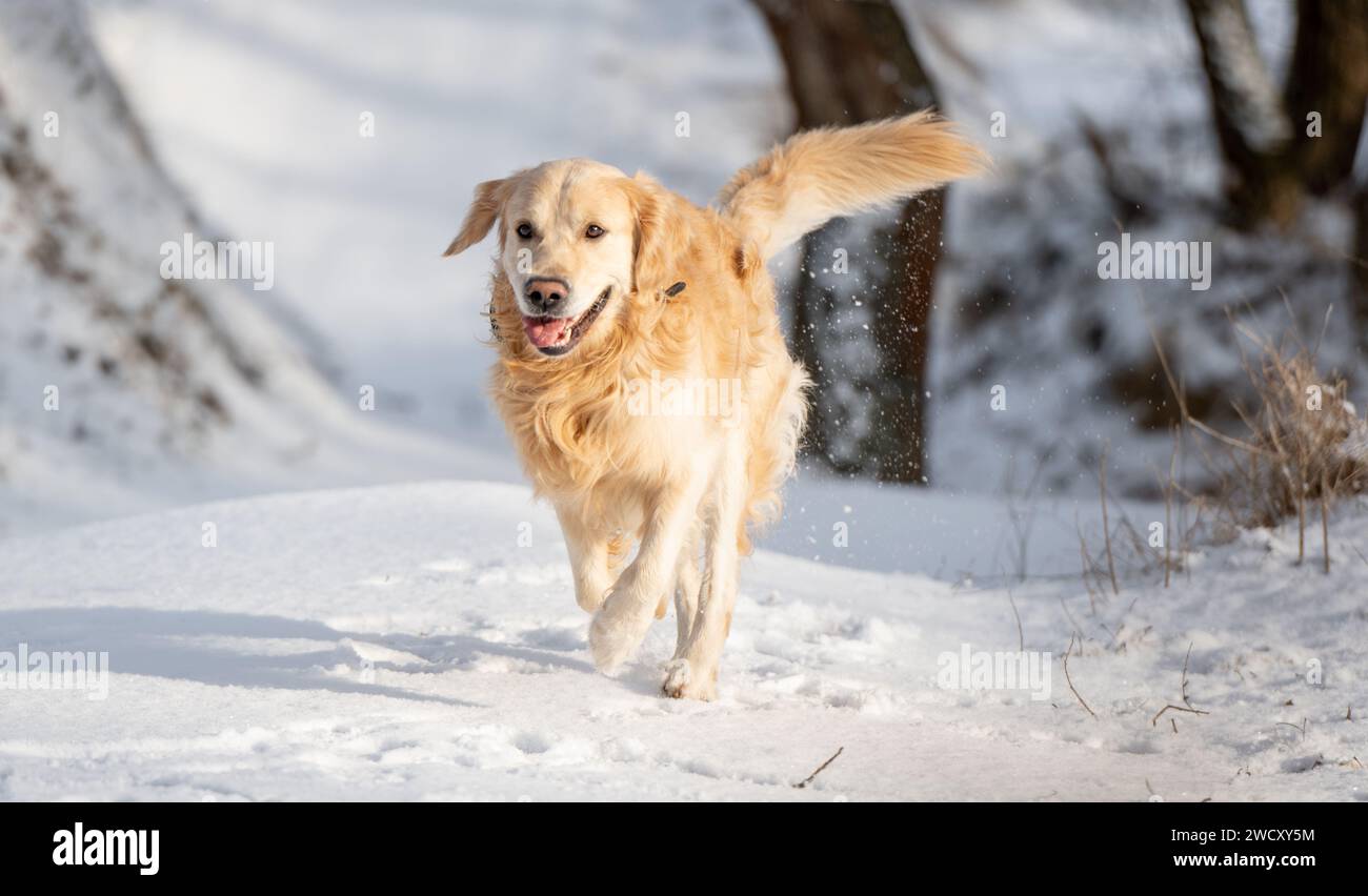 Golden Retriever Runs On Snow In Forest During Winter, Golden Retriever ...