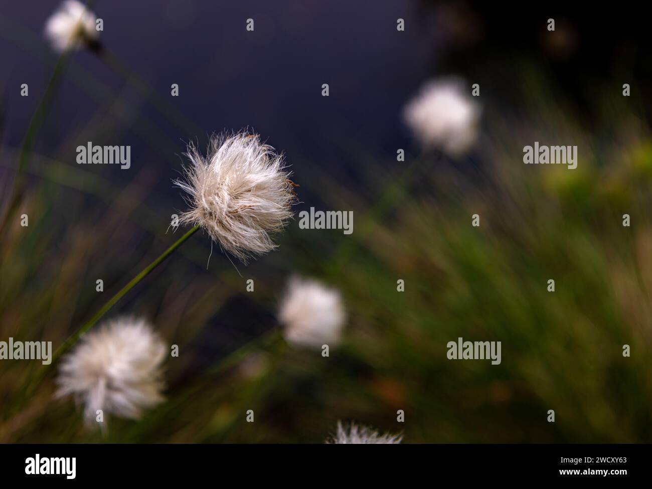 Callitrix hi-res stock photography and images - Alamy