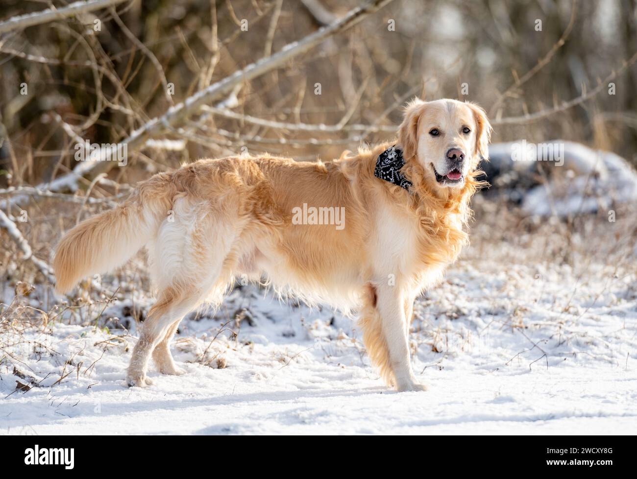 Tall dog stands hi-res stock photography and images - Alamy