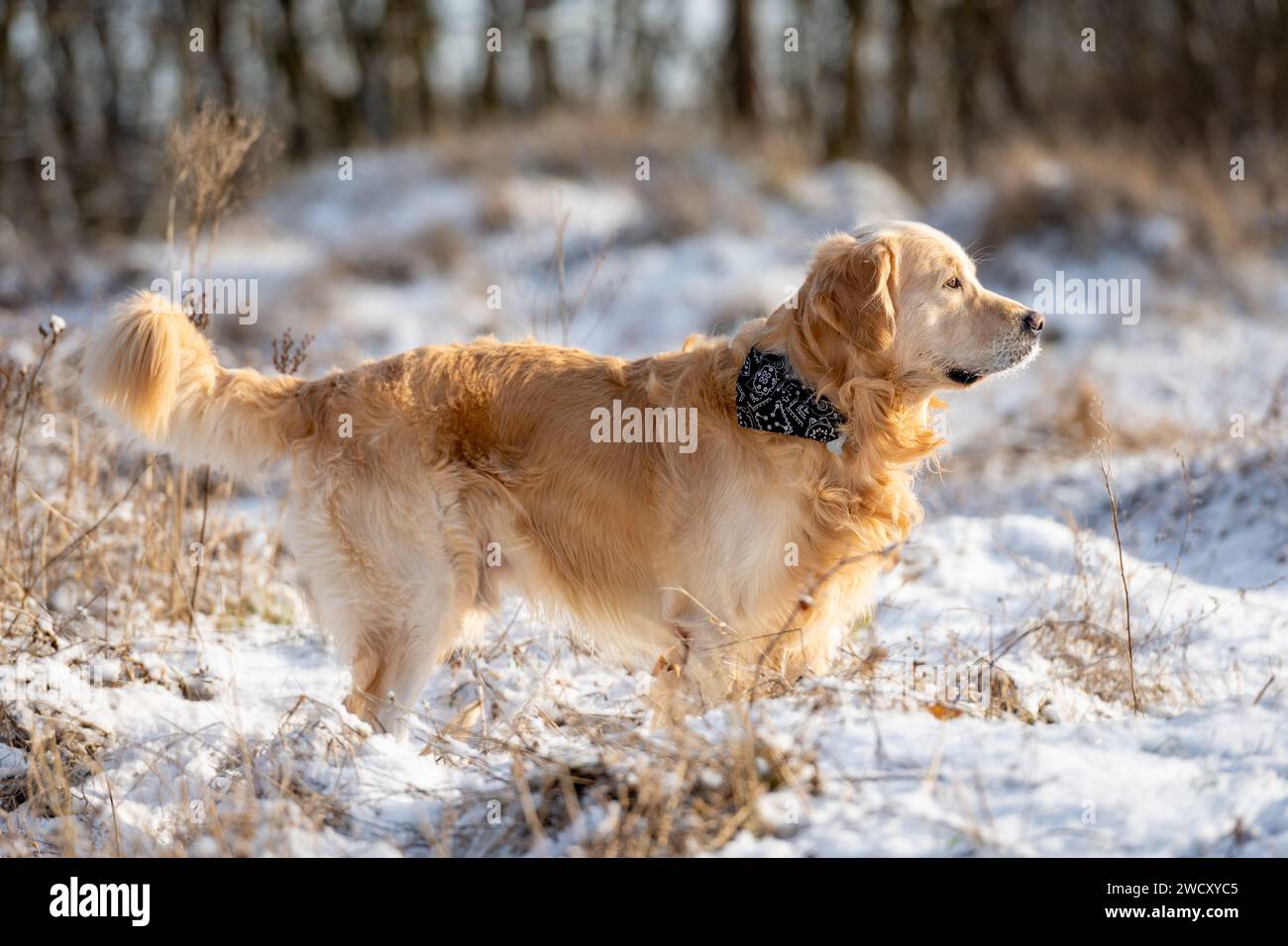 Dog golden retriever breed stands hi-res stock photography and images ...