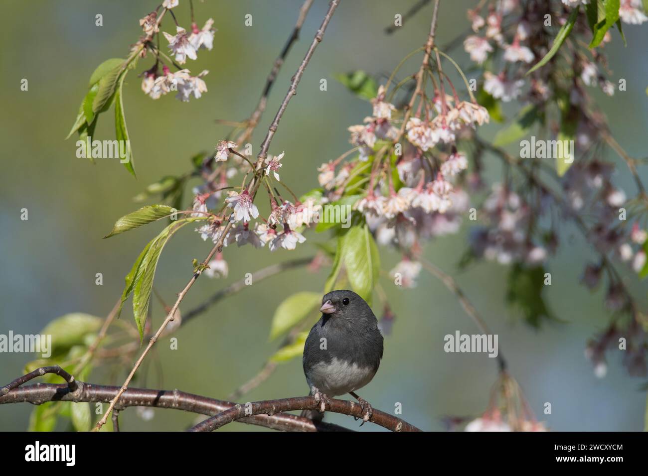 Dark-Eyed Junco (Slate-Colored Junco) perched among a cherry tree ...