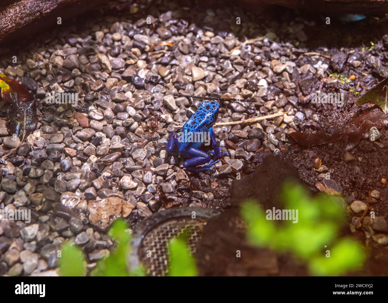 Tintoria Poison Dart Frog (Dendrobates tinctorius azureus). poisonous ...