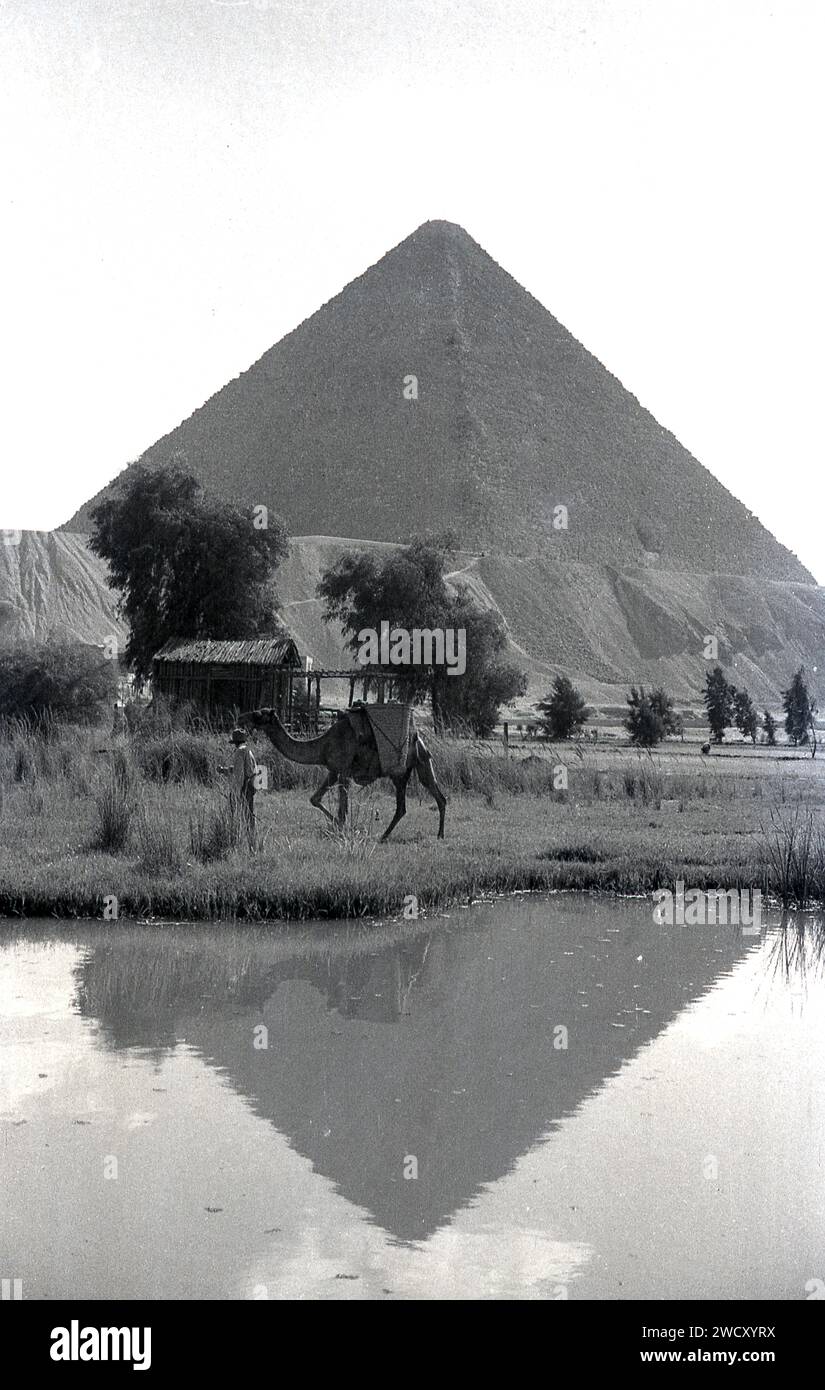 1950s, historical, Egypt, view of a pyramid and camel with driver by ...