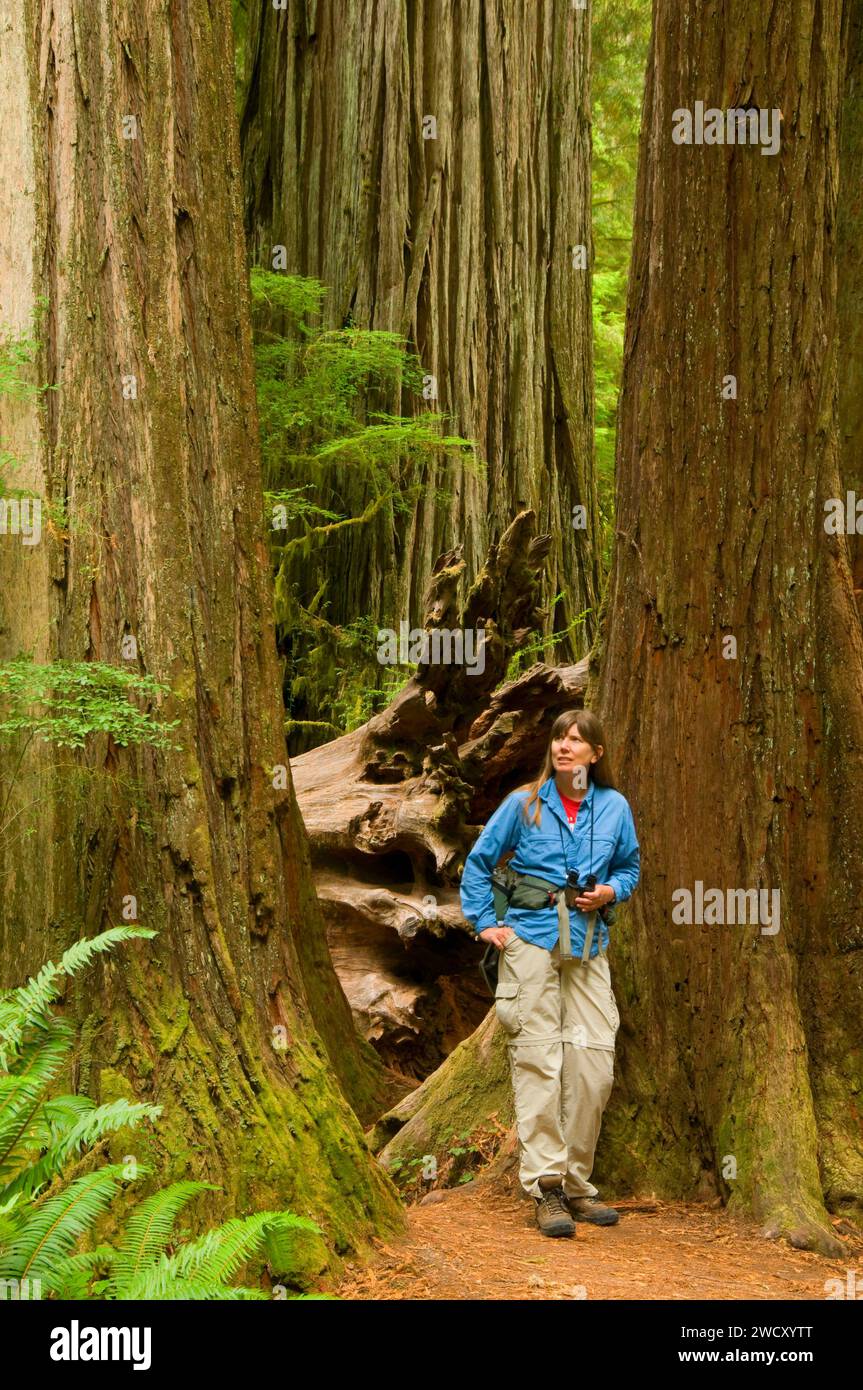 Coast redwood forest along Simpson-Reed Trail, Jedediah Smith Redwoods ...