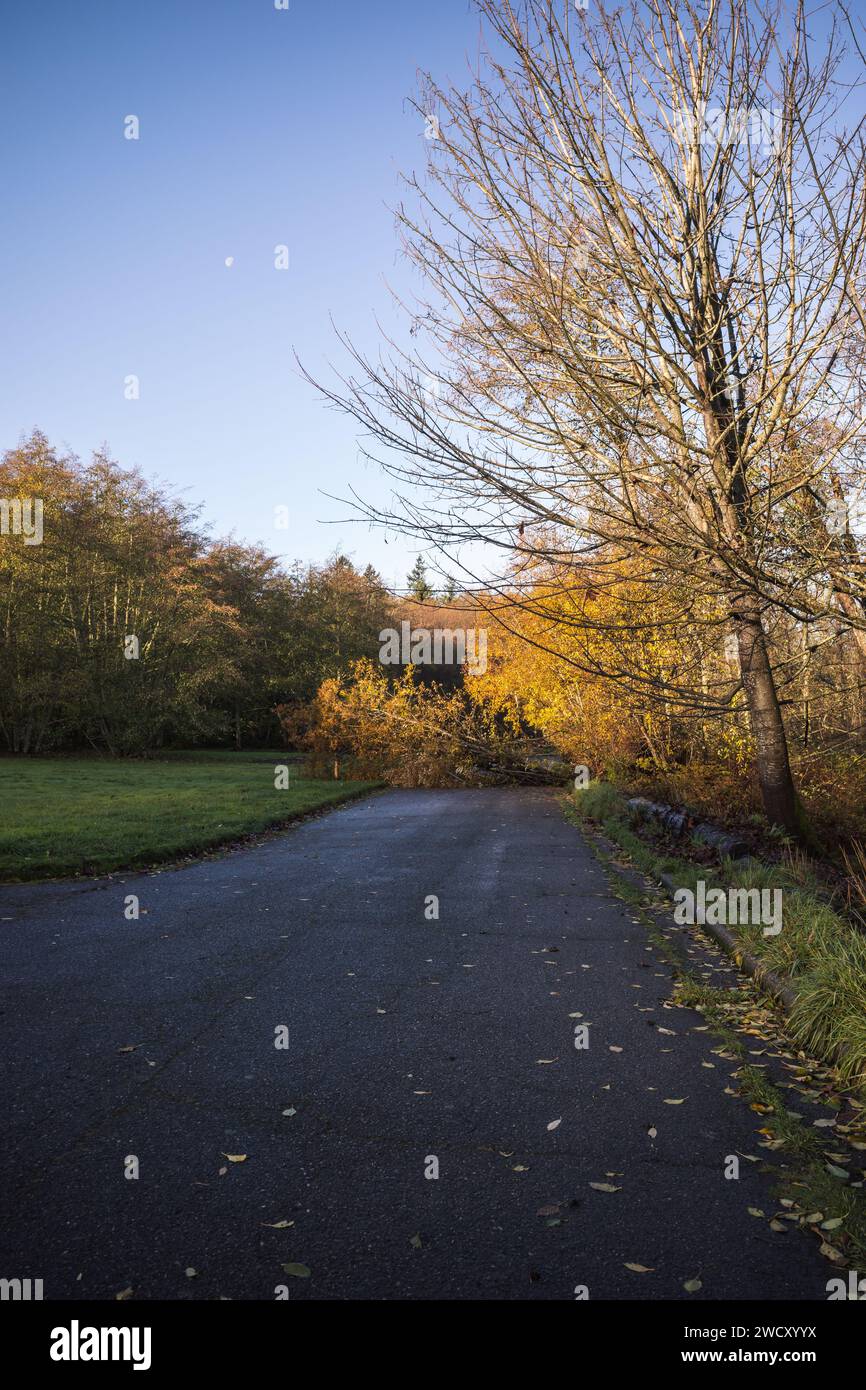 Seattle, USA. 2 Dec, 2023. A tree blown down in a wind storm at ...