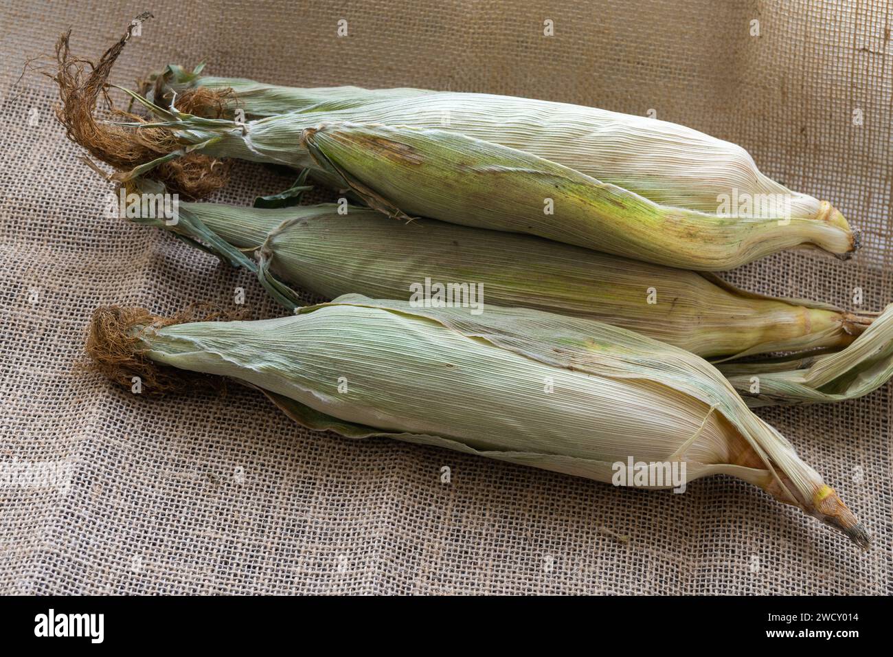 Fresh young sweet corn on the cob with husks, close-up. Freshly picked ...