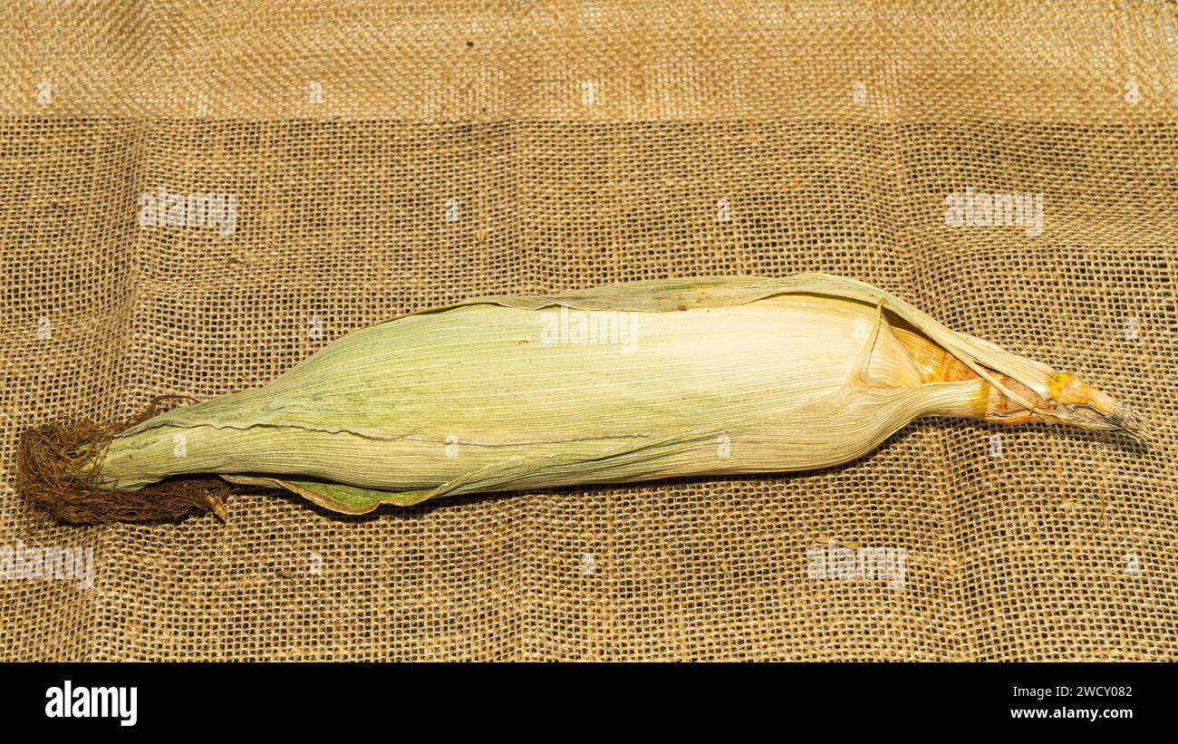Fresh young sweet corn on the cob with husks, close-up. Freshly picked ...
