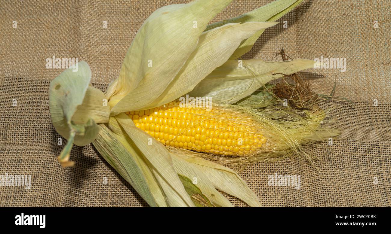 Fresh young sweet corn on the cob with husks, close-up. Freshly picked ...