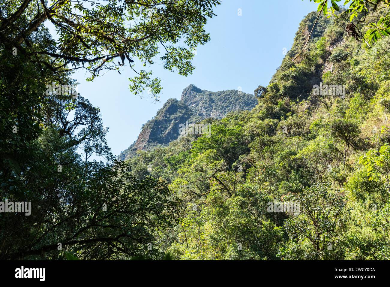 Peru mountain forest hi-res stock photography and images - Alamy