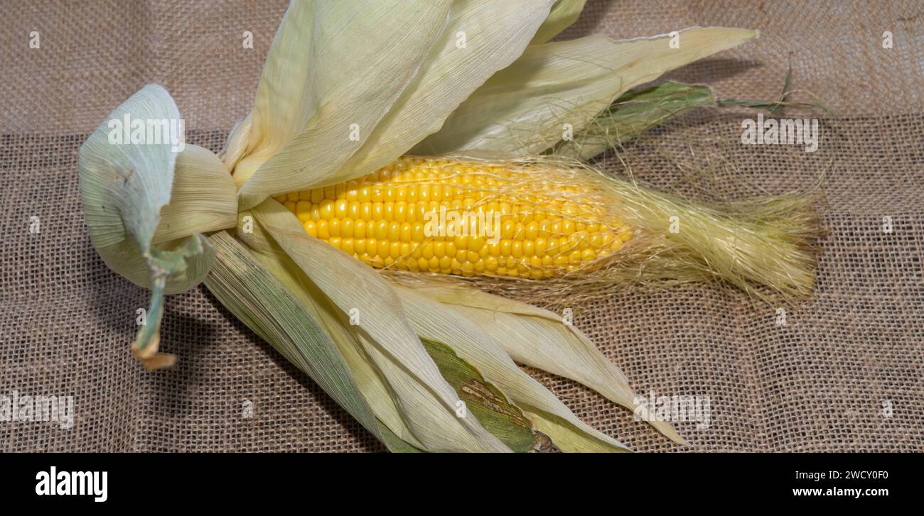 Fresh young sweet corn on the cob with husks, close-up. Freshly picked ...