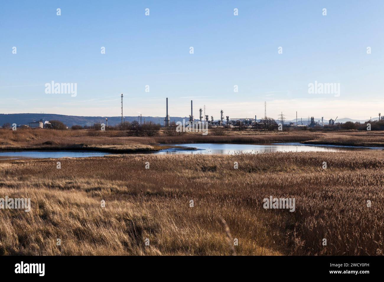 Wildlife paradise in an industrial landscape at Greatham, Seal Sands ...