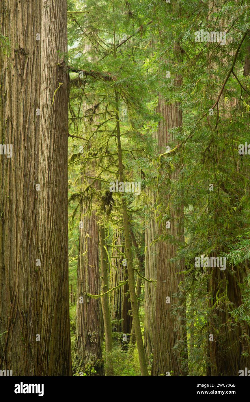 Coast redwood (Sequoia sempervirens) forest, Jedediah Smith Redwoods ...