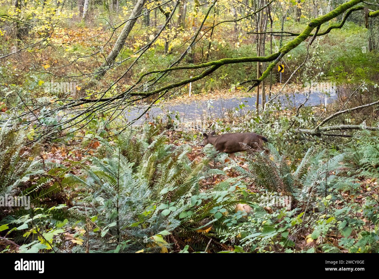 WIldlife in Discovery park in Seattle Stock Photo - Alamy