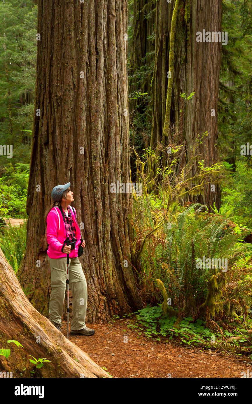 Hiker in Coast redwood (Sequoia sempervirens) forest along Simpson-Reed ...