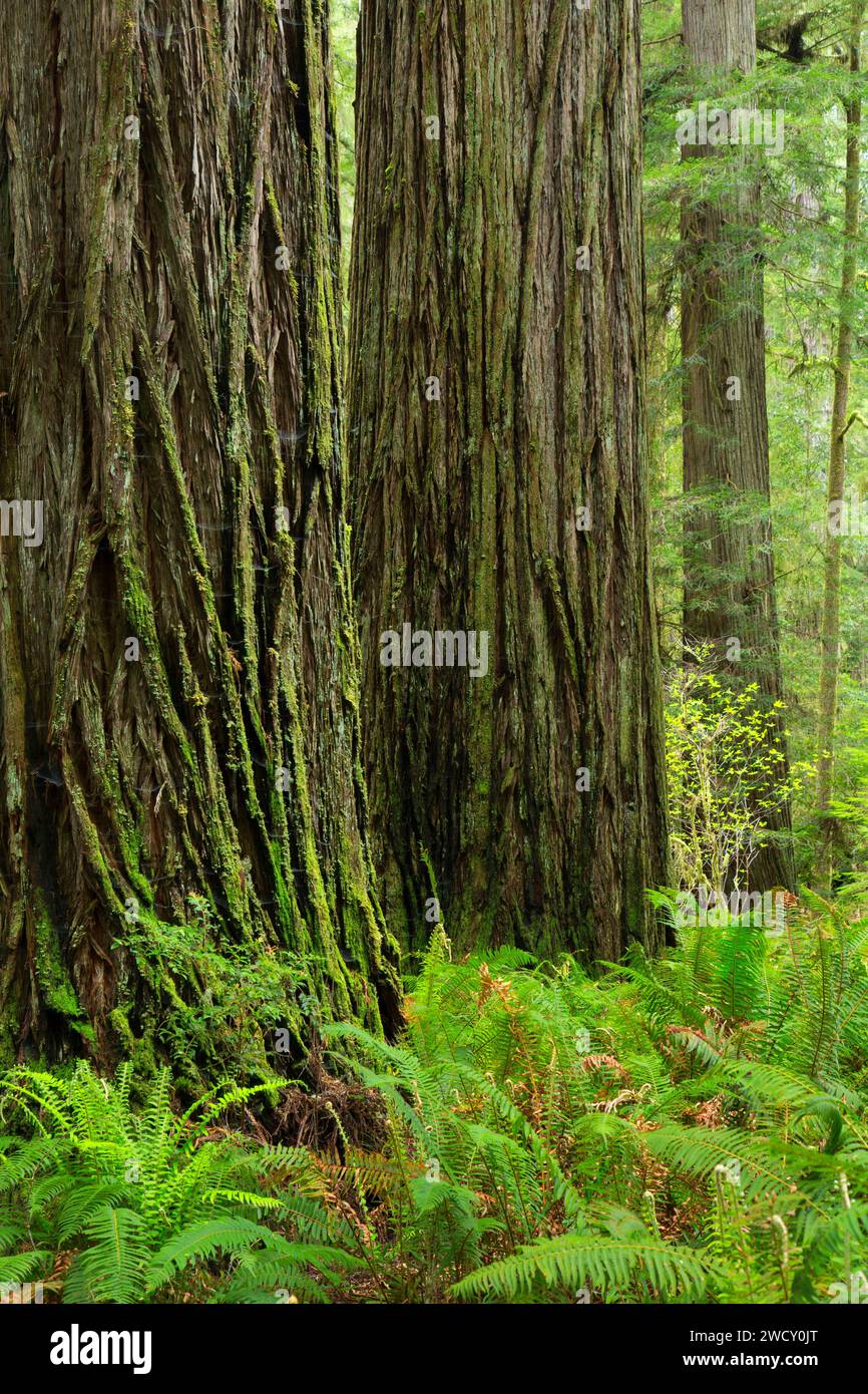 Reed trail hi-res stock photography and images - Alamy