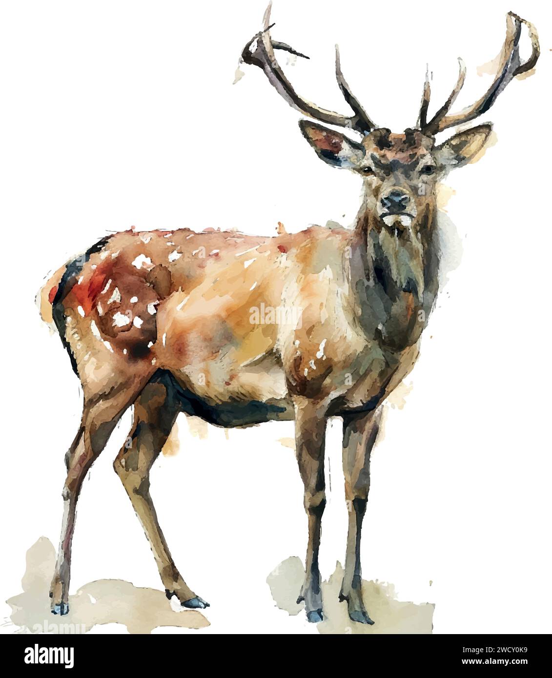 Stag and watercolor Stock Vector Images - Alamy