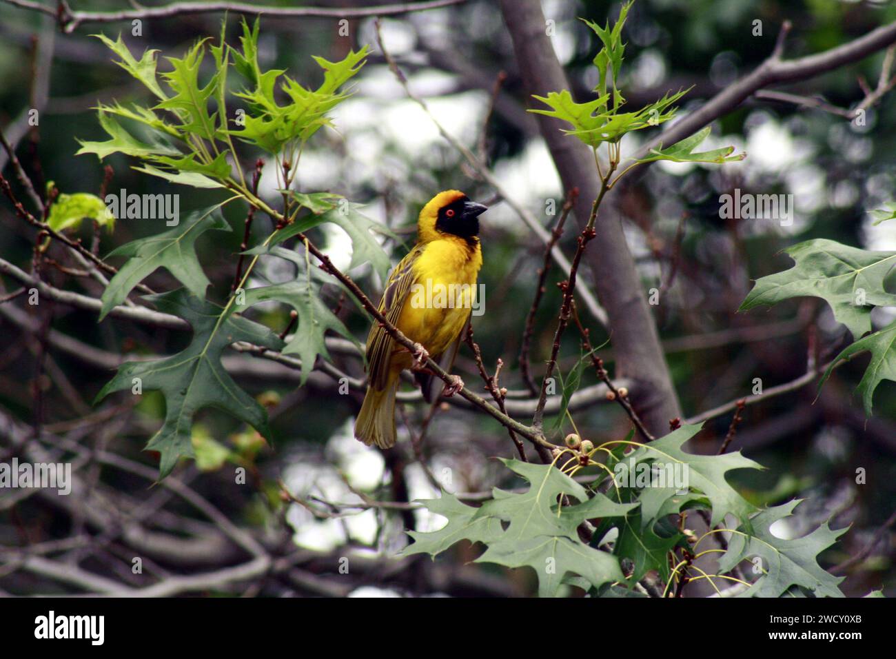 Weave building its nest in Pretoria, South Africa Stock Photo - Alamy