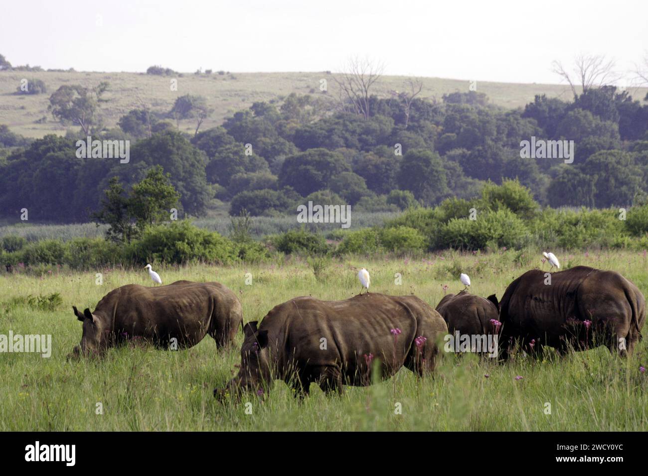 Birds on back of rhino hi-res stock photography and images - Alamy