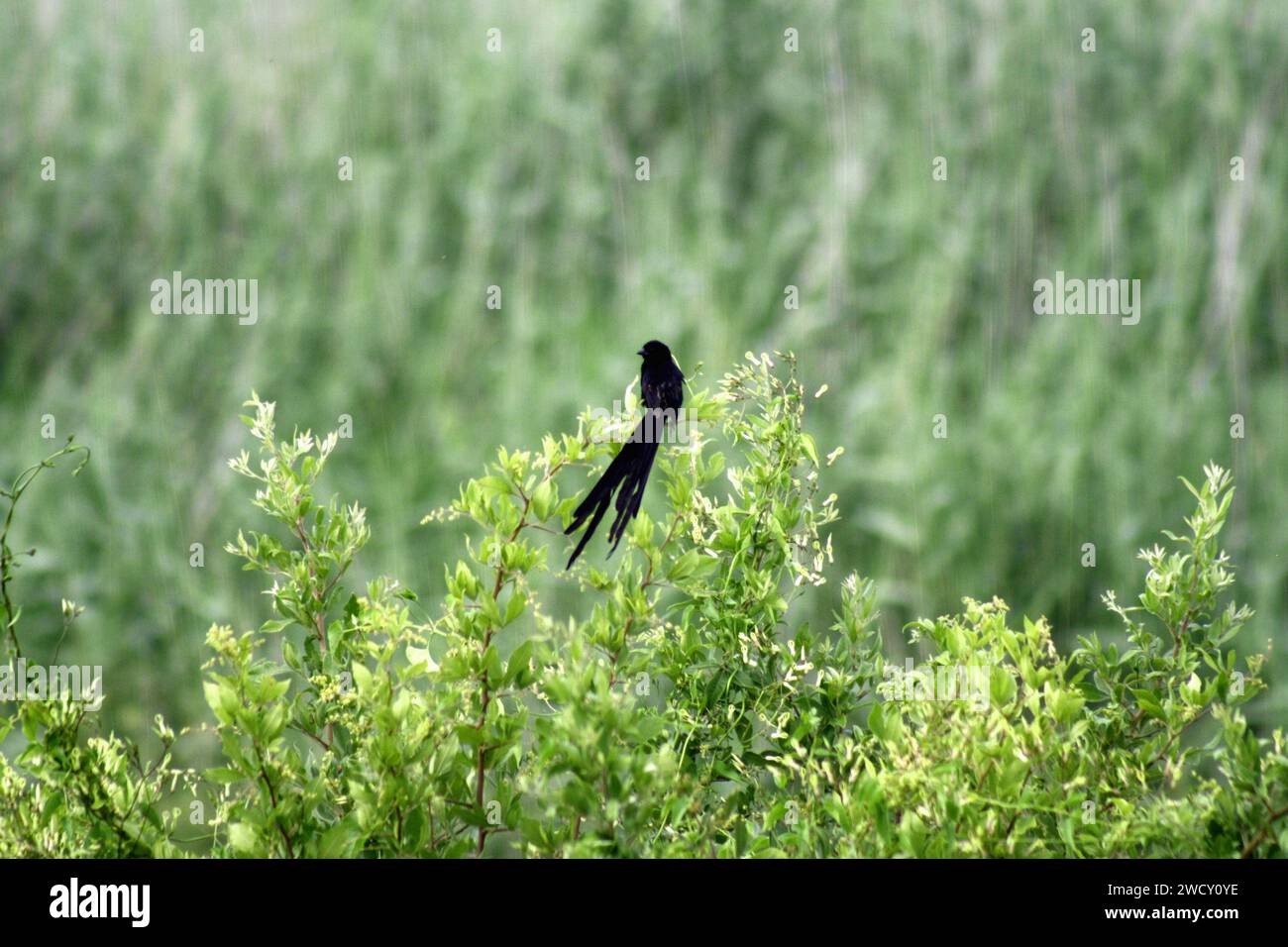 Widowbird hi-res stock photography and images - Alamy