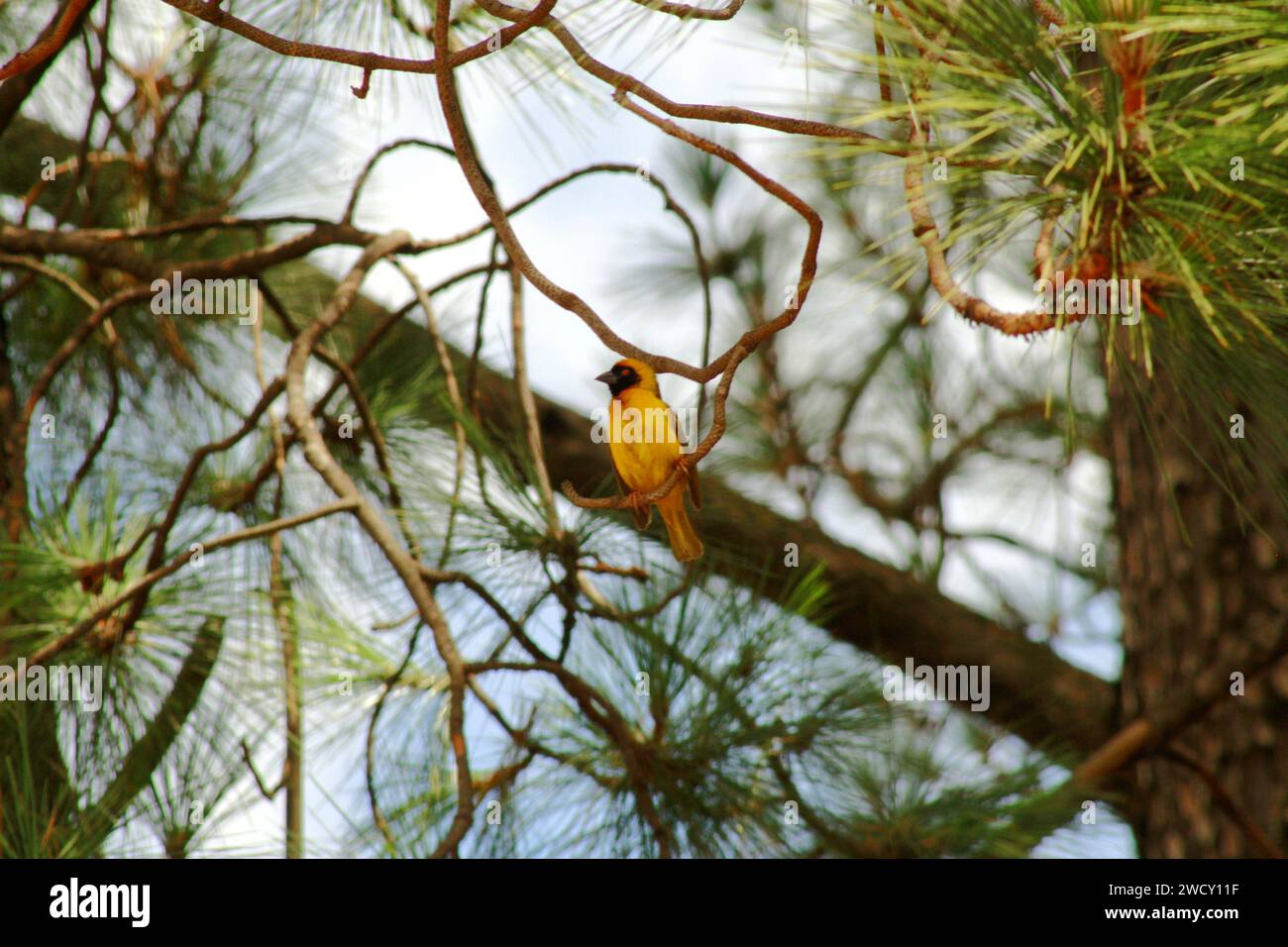 Weave building its nest in Pretoria, South Africa Stock Photo - Alamy