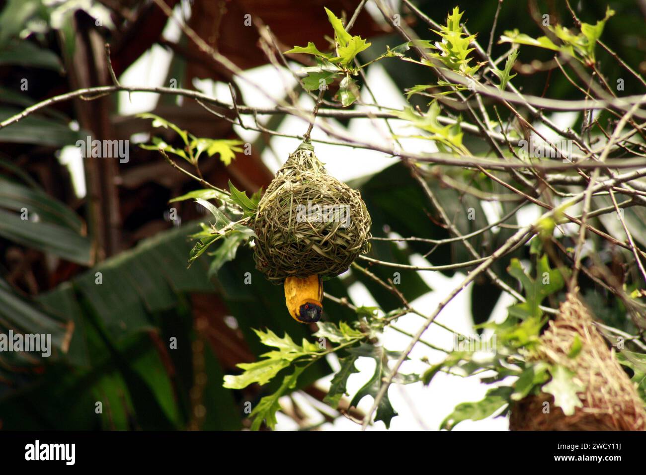 Weave building its nest in Pretoria, South Africa Stock Photo - Alamy