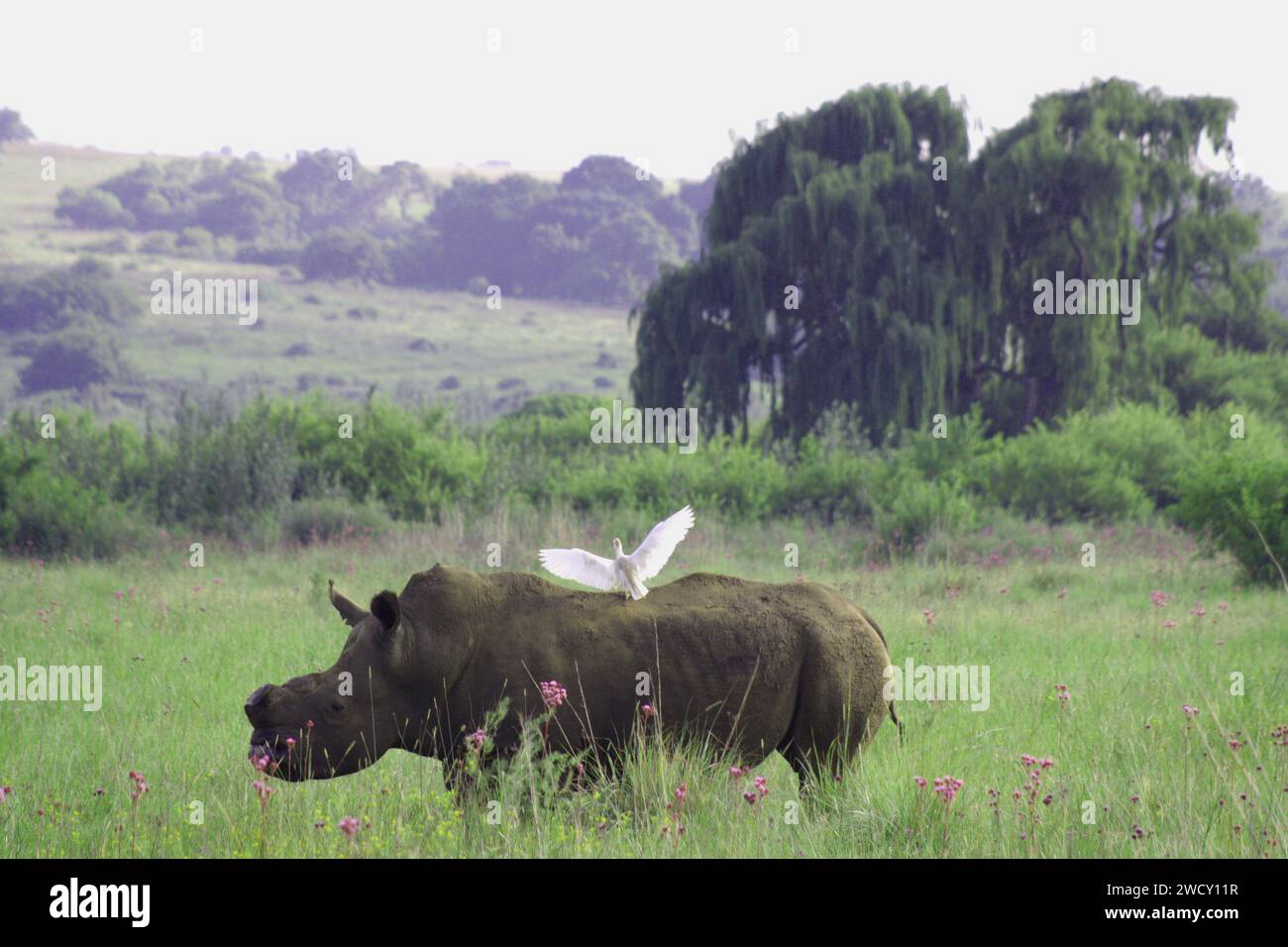 Rhino with bird sitting on its back, Rietvlei Stock Photo - Alamy