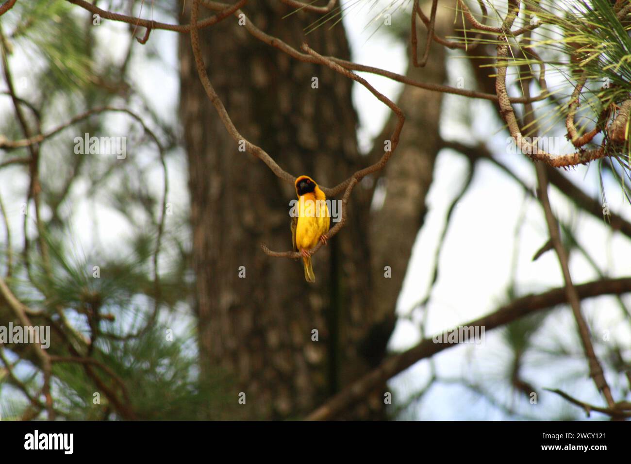Weave building its nest in Pretoria, South Africa Stock Photo - Alamy