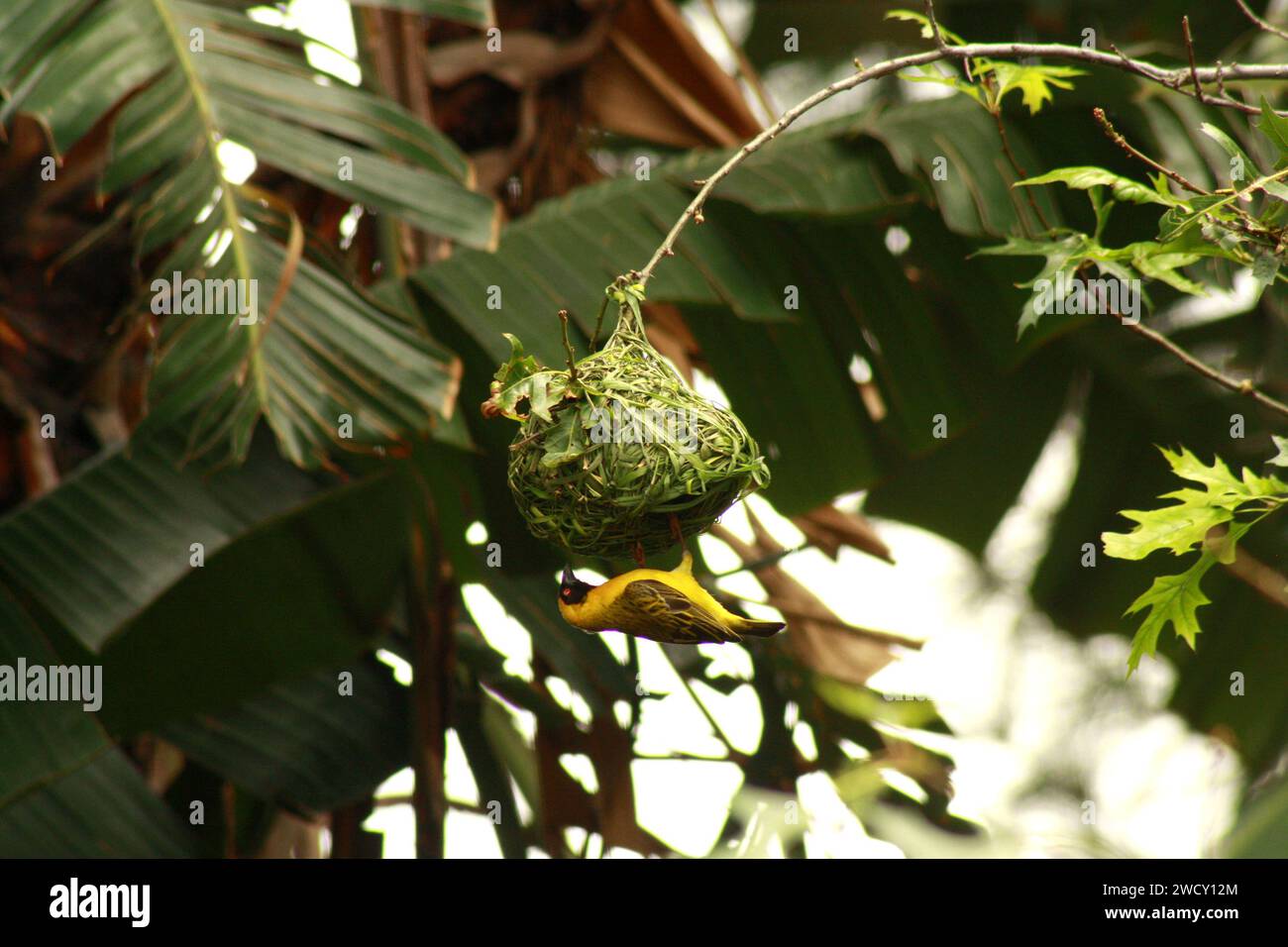 Weave building its nest in Pretoria, South Africa Stock Photo - Alamy