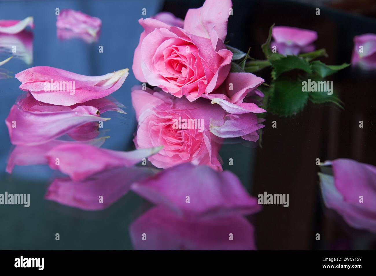 Aroma petal hi-res stock photography and images - Alamy