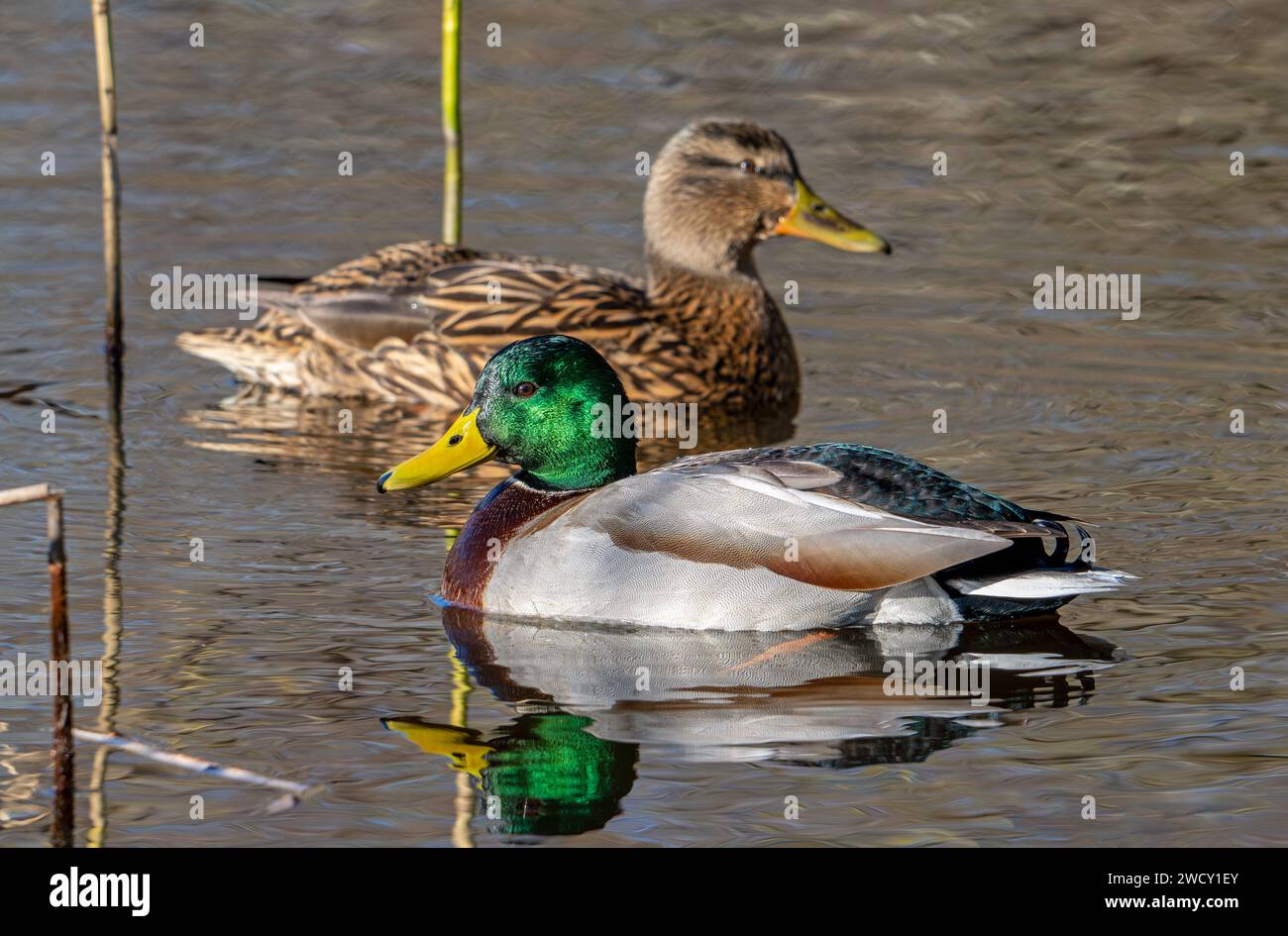 Mallard / wild duck (Anas platyrhynchos) couple, male / drake and ...