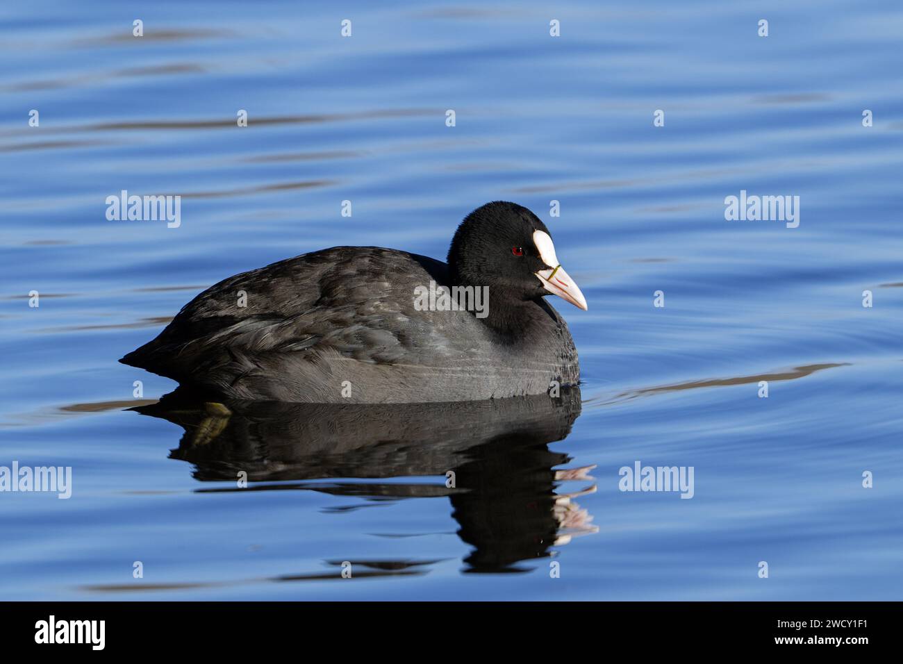 Eurasian coot / common coot (Fulica atra) swimming in pond in winter ...