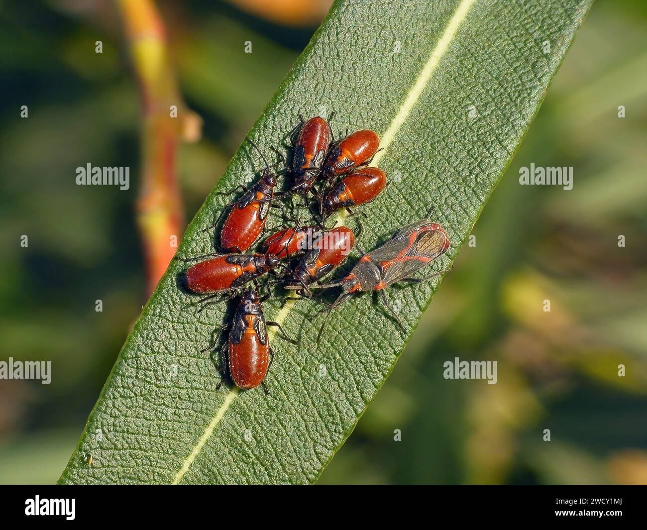 Oleander bugs, Caenocoris nerii on leaves of oleander Stock Photo - Alamy