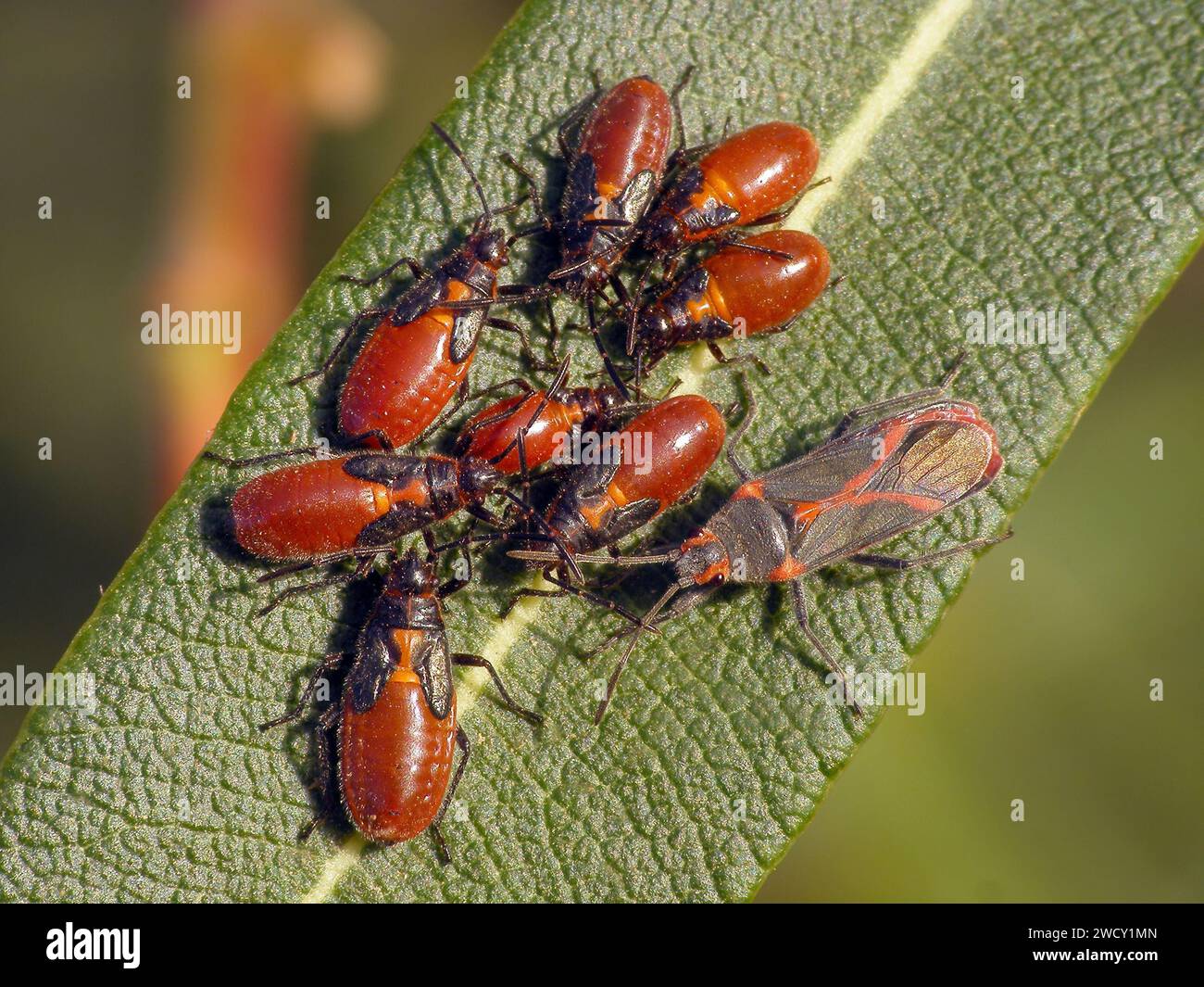 Oleander bugs, Caenocoris nerii on leaves of oleander Stock Photo - Alamy