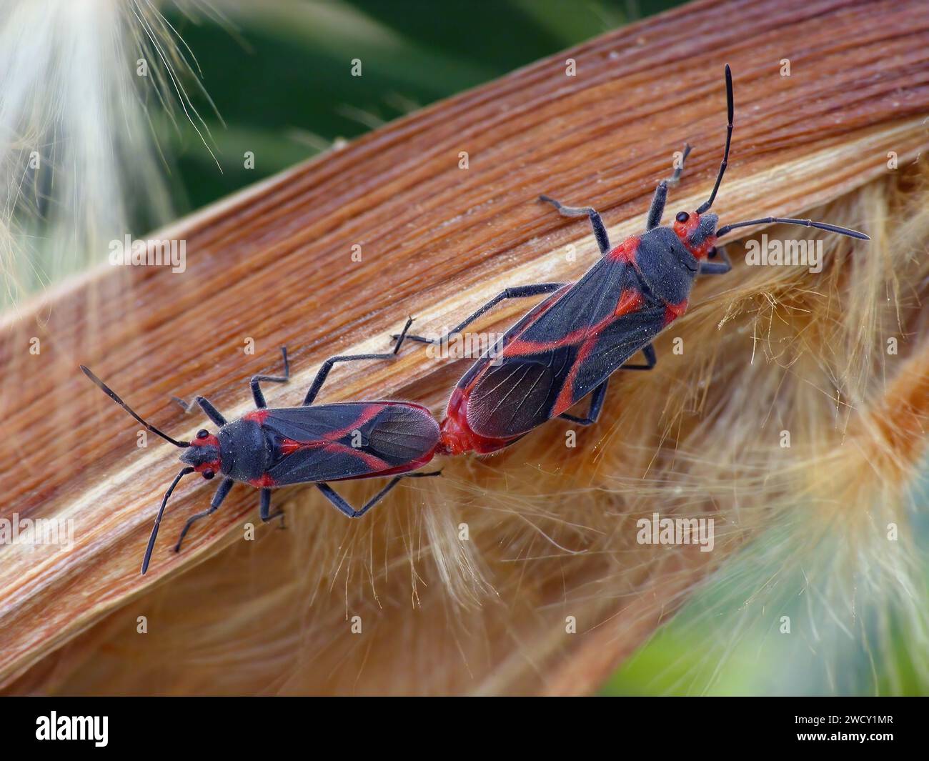 Oleander bugs, Caenocoris nerii on leaves of oleander Stock Photo - Alamy
