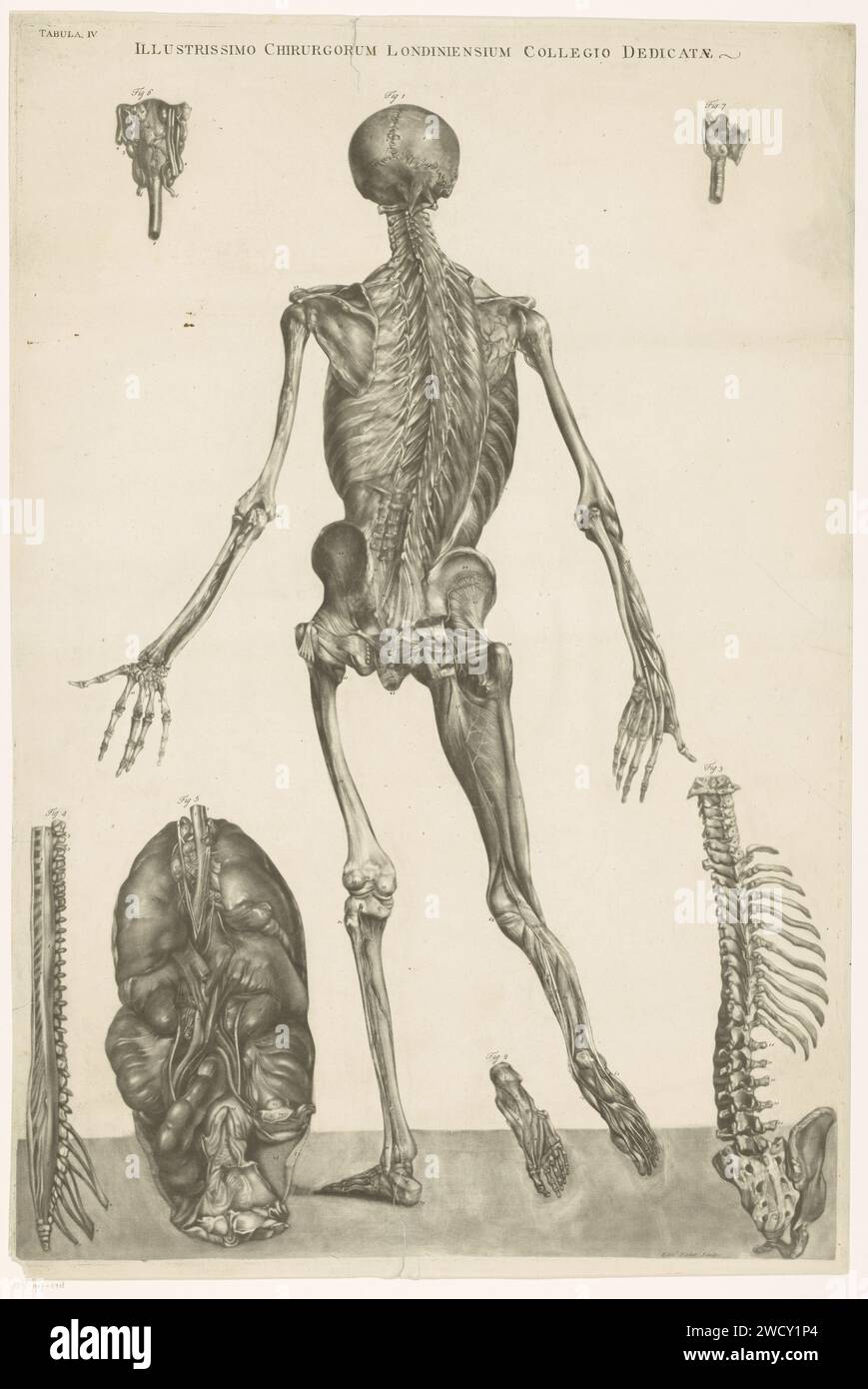 Anatomical study of a man, Edward Fisher, 1732 - 1785 print Back view ...