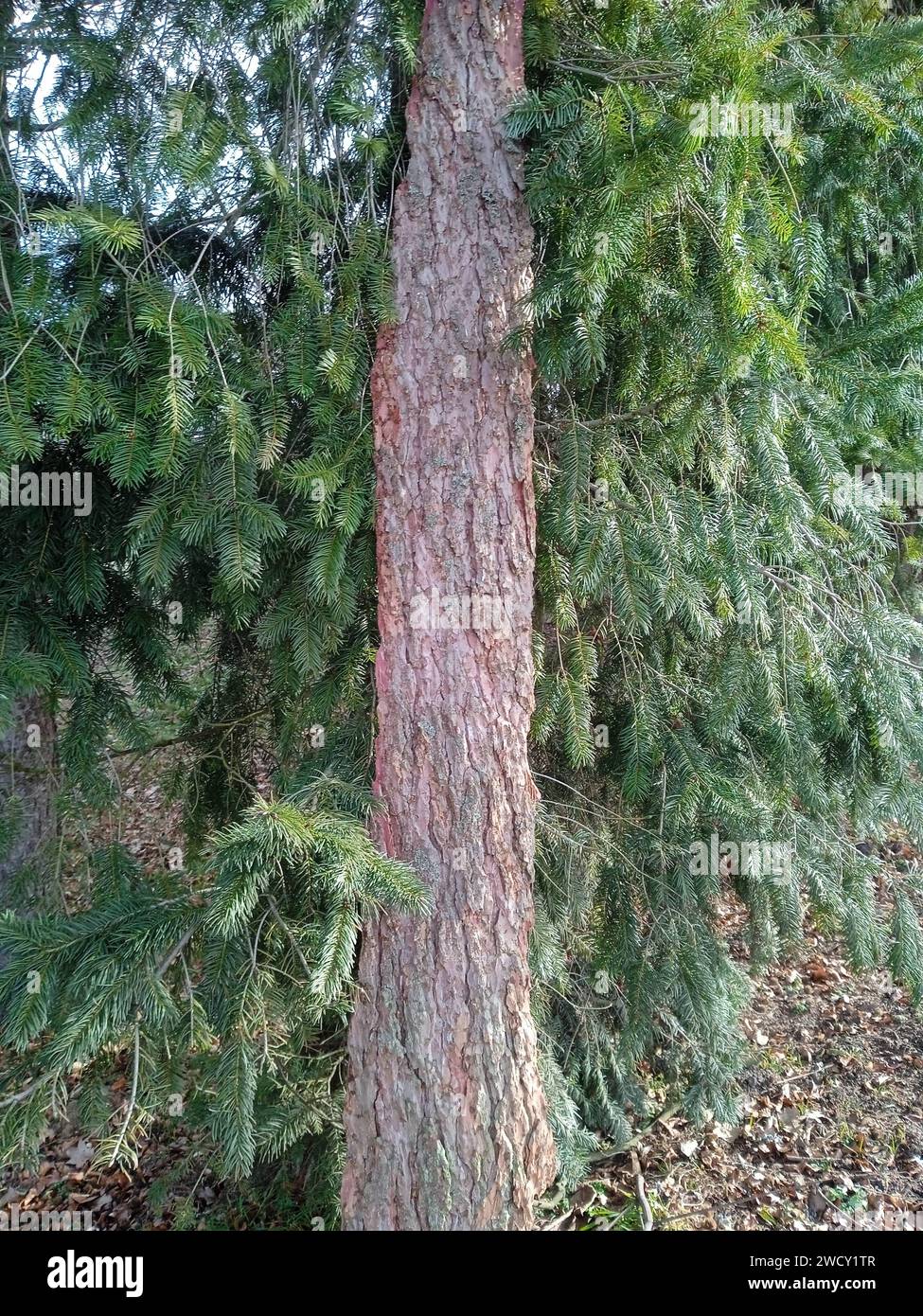 the wood or timber industry, industrial use of natural ressources the ...