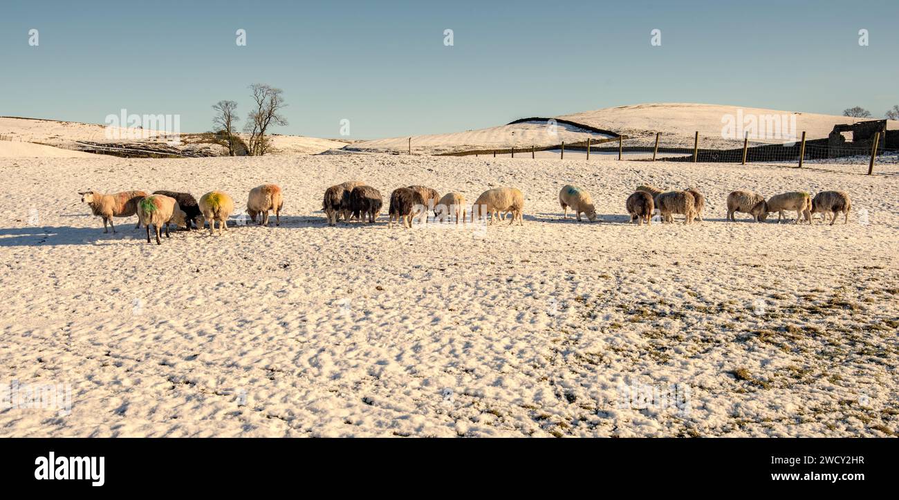 17th january 2024 long preston hi-res stock photography and images - Alamy