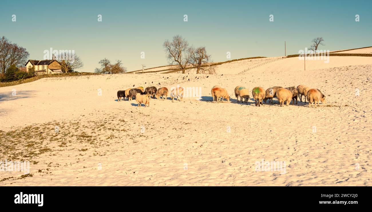 Sheep form a line where animal feed (cake) has been laid in a straight ...