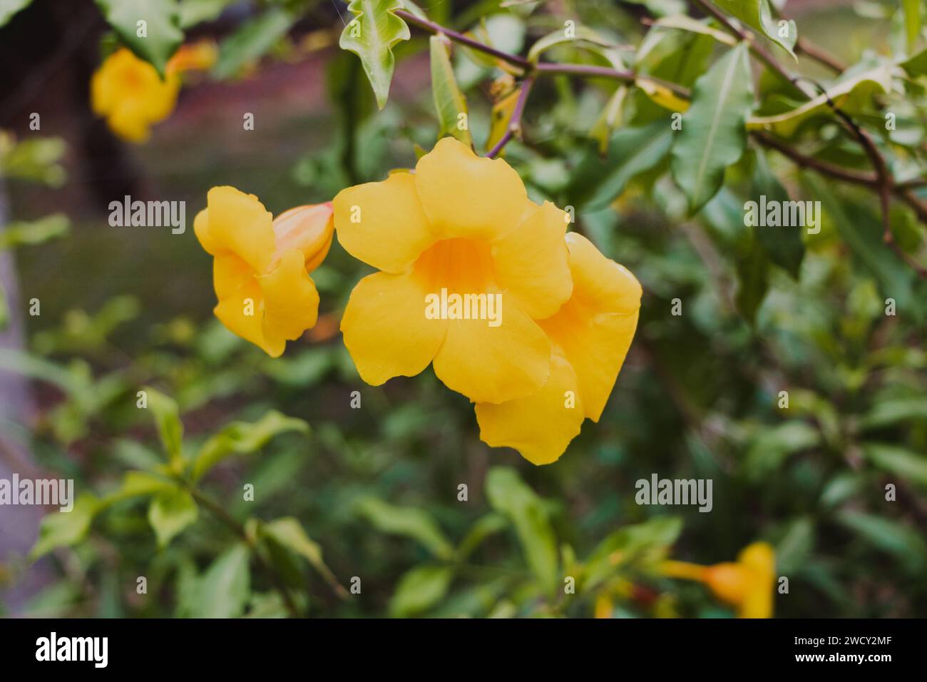 Allamanda flower hi-res stock photography and images - Alamy