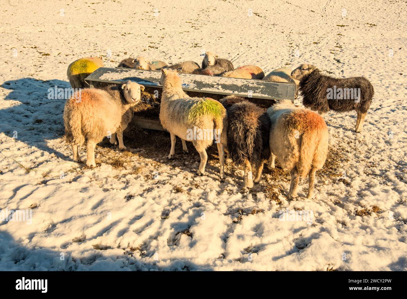 Sheep farming area long preston hi-res stock photography and images - Alamy